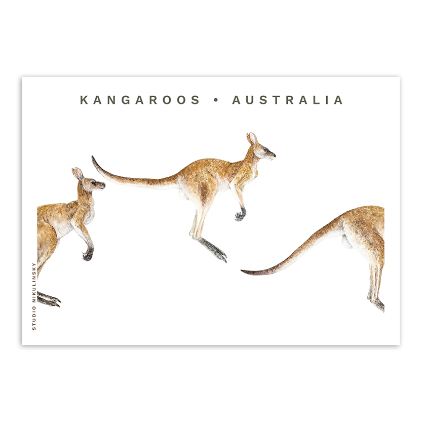 Postcard: Kangaroos - Australia – STUDIO NIKULINSKY