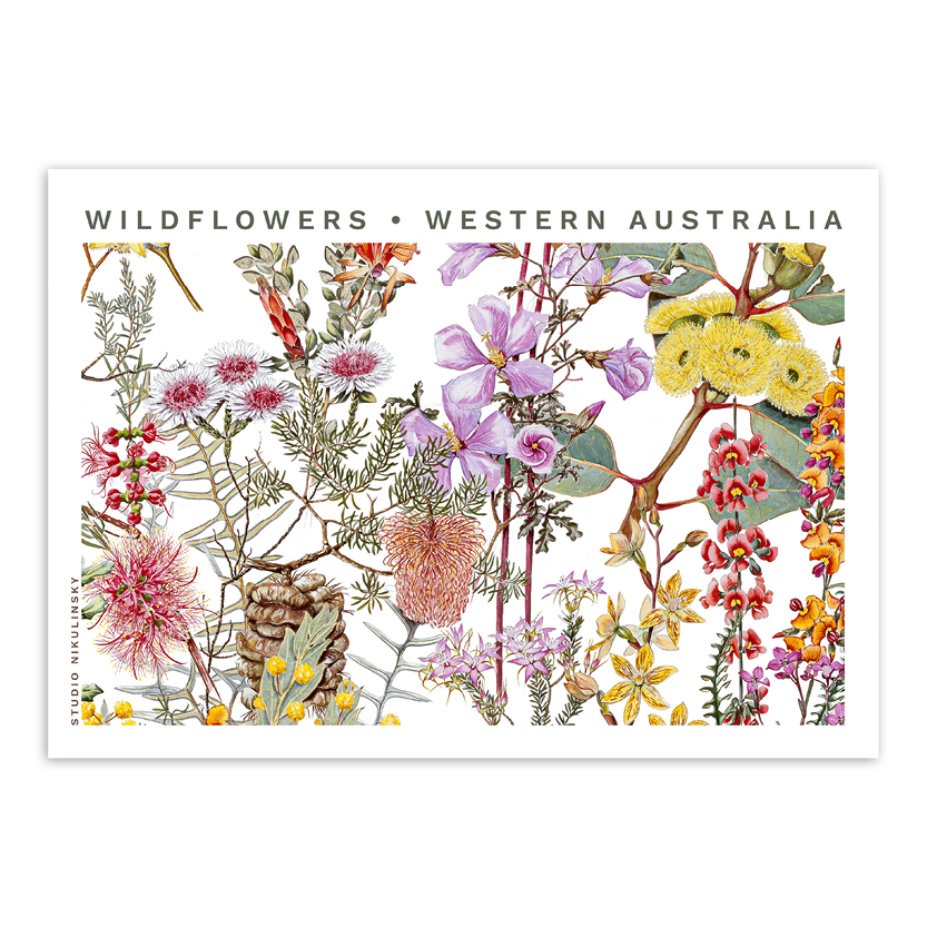 Southern Heathland Wildflowers Australian Botanical Postcard – STUDIO ...