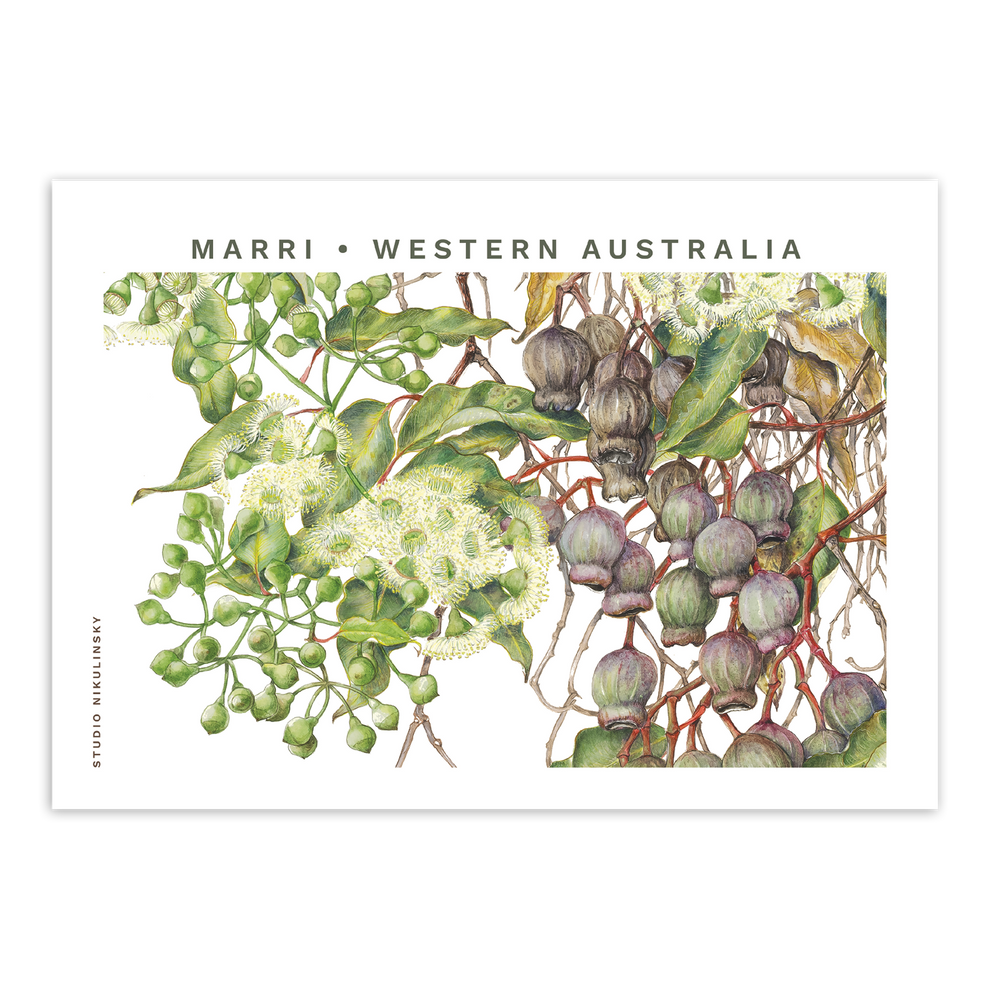 Marri Australian Botanical Postcard – STUDIO NIKULINSKY