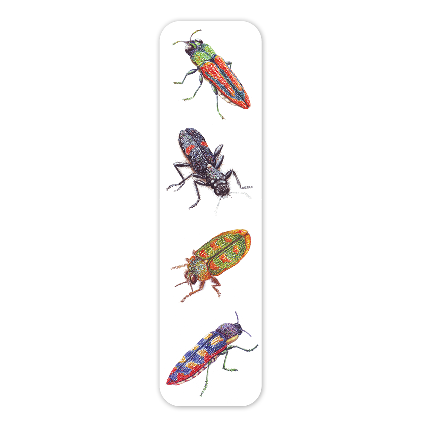 Jewel Beetles Australian Wildlife Bookmark – STUDIO NIKULINSKY