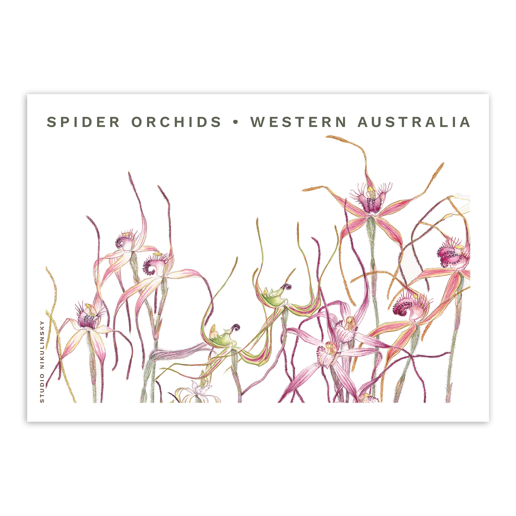 Postcard: Spider Orchids - Western Australia – STUDIO NIKULINSKY